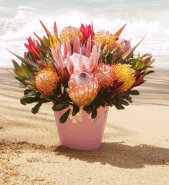 Proteas of Hawaii - Hawaiian Tropical Flowers